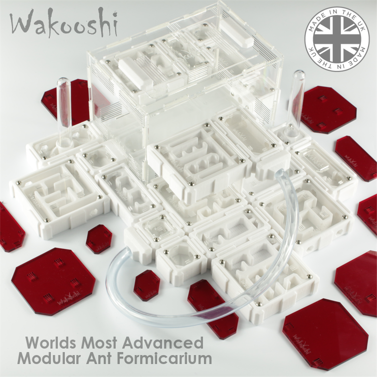 Ant Housing – WaKooshi