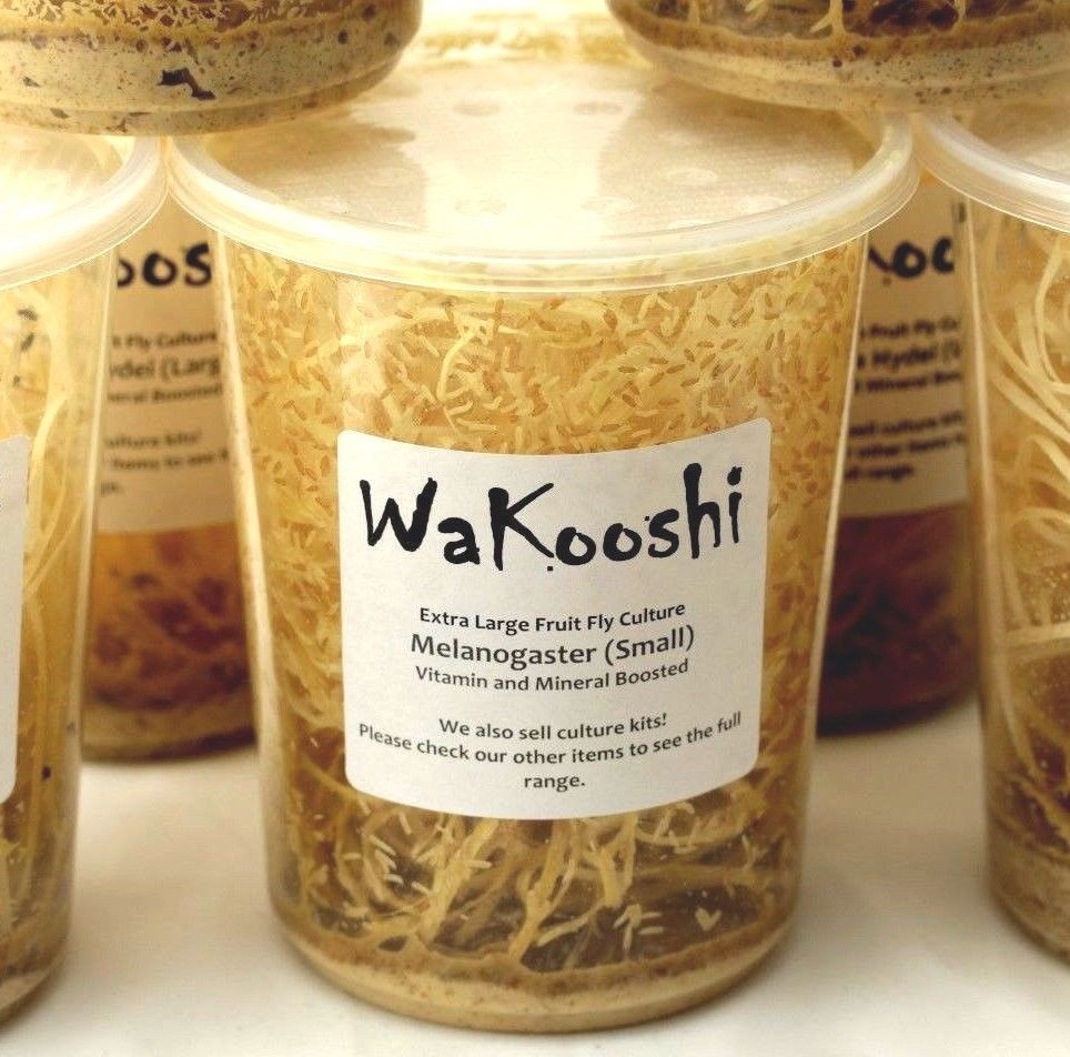 All Live Feeder Insects – WaKooshi