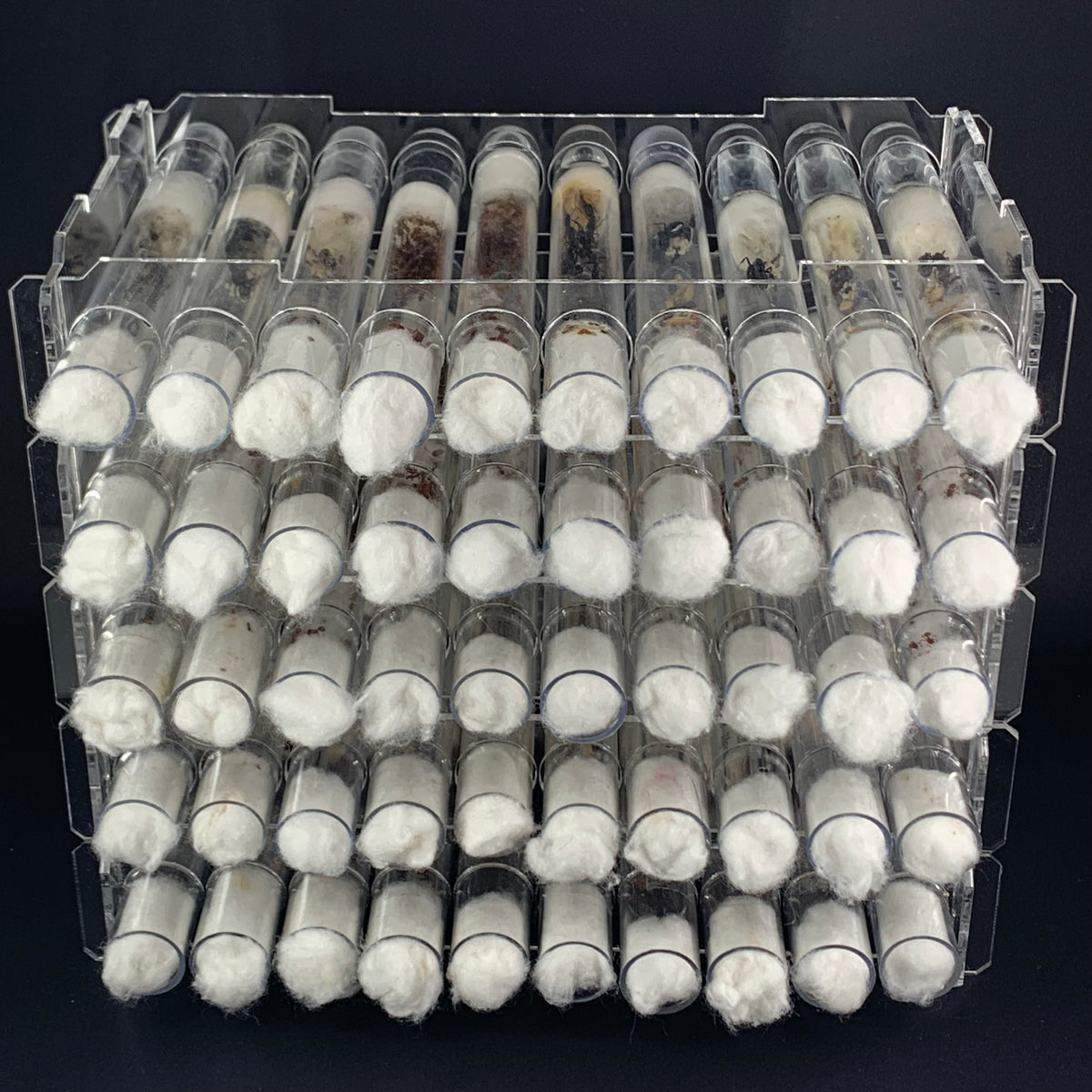 Queen Ant Test Tube Racks – WaKooshi