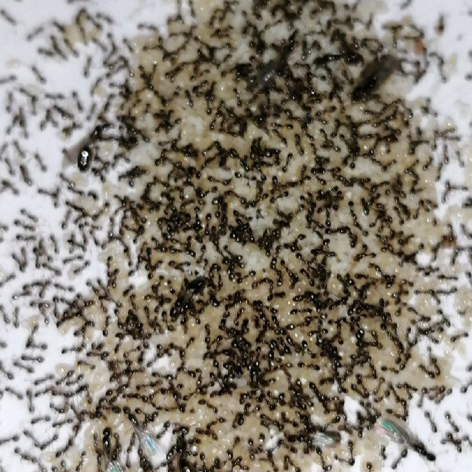 Monomorium Chinense – WaKooshi